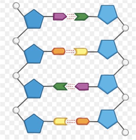 Dna Flashcards Quizlet