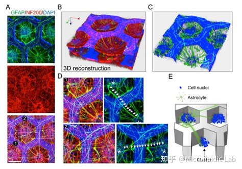 基于三维多尺度纳米丝网仿生支架的人类多能干细胞诱导神经网络簇生成及研究 知乎