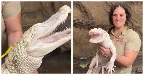 Video ¡nunca Habías Visto A Una Cocodrilo Albina Feliz Como ésta Excélsior