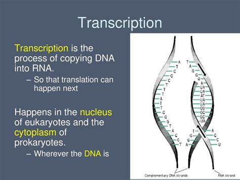 Heredity B 4 3 Explain How Dna Functions As The Code Of Life And The Ppt Download