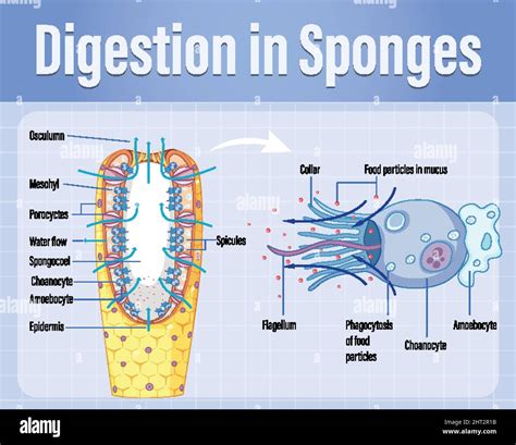 Sponges Complete Or Incomplete Digestive System At Robin Bradley Blog