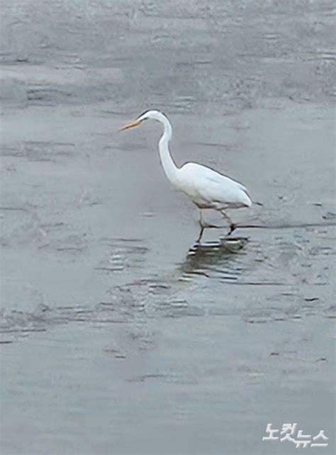 텃새가 된 백로와 왜가리…지구온난화의 역설 노컷뉴스
