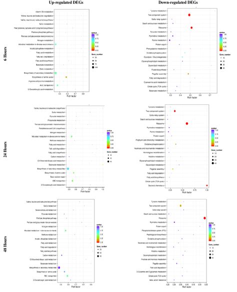 The 20 Most Significant Enriched Kegg Pathways Of Degs Download