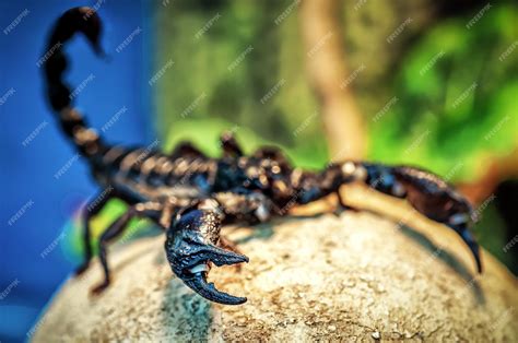Premium Photo Live Black Scorpion Claws