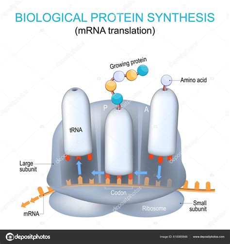 Ribosome Structure Anatomy Biological Protein Synthesis Mrna Translation Synthesis Proteins