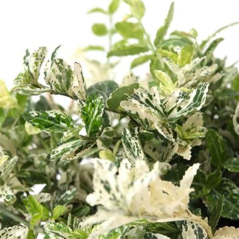 Euonymus Harlequin Euonymus Harlequin The Nunhead Gardener