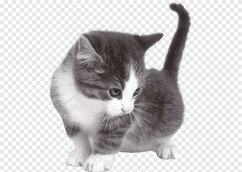 Абиссинский котенок Бирманский кот Британская короткошерстная Ориентальная короткошерстная