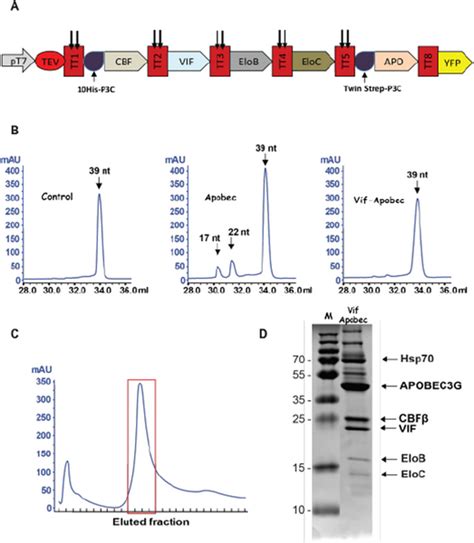 Protein Purification Plos One
