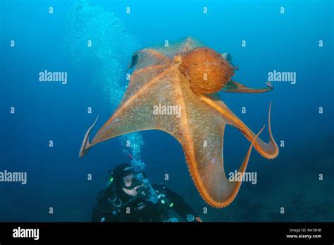 Giant octopus -Fotos und -Bildmaterial in hoher Auflösung – Alamy