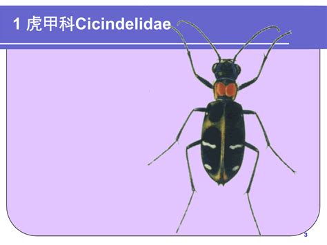 鳞翅目鞘翅目 图库 五毛网