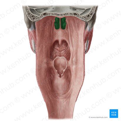 Adenoids Anatomy Location And Function Kenhub