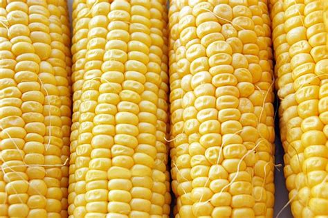 Corn Cobs Corn Raw Cob Photo Background And Picture For Free Download
