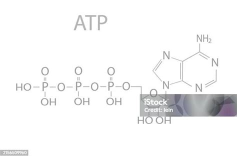 Adenosine Triphosphate Atp Molecular Skeletal Chemical Formula Stock