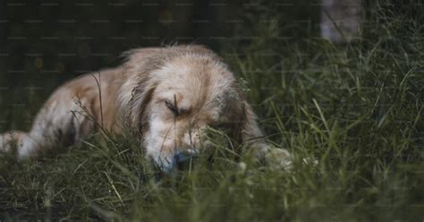 풀밭에 누워 있는 개 사진 Unsplash의 개 이미지