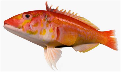 3d Model Bleeding Wrasse
