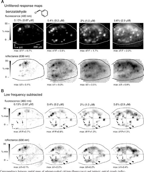 Figure 2 From The Mouse Olfactory Bulb Receptor Neuron Input And Intrinsic Optical Signals In