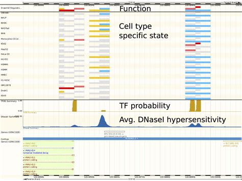 The New Ensembl Regulatory Annotation Ensembl Blog