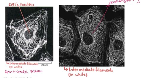Cytoskeleton I Intermediate Filaments Flashcards Quizlet
