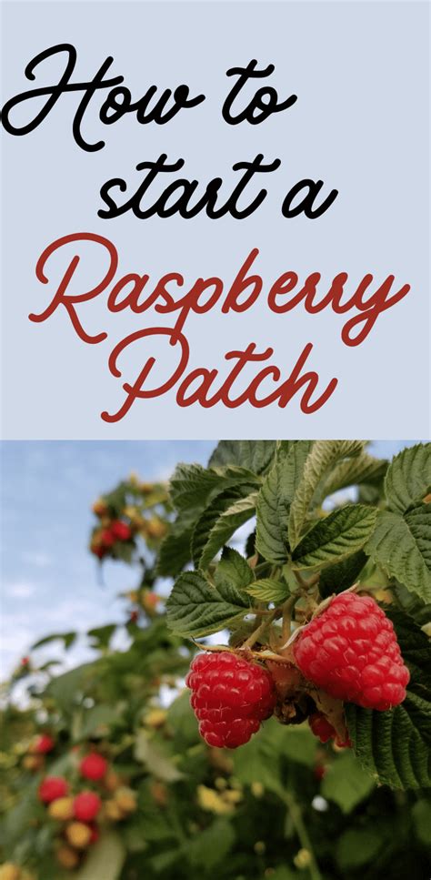How To Plant A Raspberry Patch At Home
