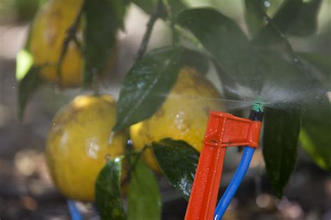 Inspect Your Irrigation System Regularly Citrus Industry Magazine