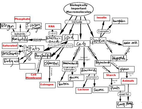 Macromolecules Concept Biologically Important Macromolecules Includes 3 Major Groups Include