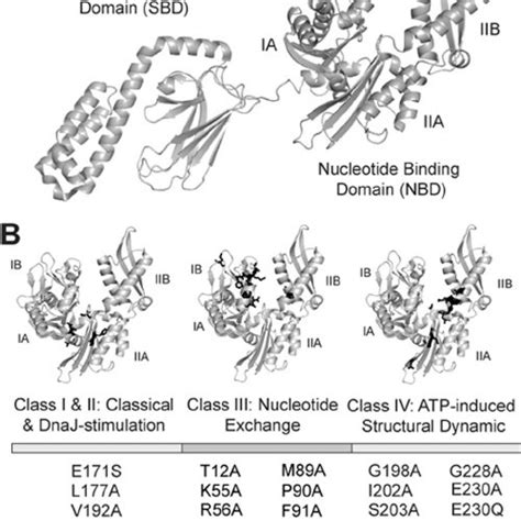 Atpase And Luciferase Refolding Activities Of Dnak Mutants Were Poorly