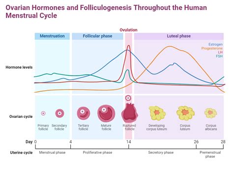 Ovarian Hormones Throughout The Menstrual Cycle Biorender Science Templates