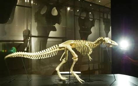 Chenanisaurus Pictures And Facts The Dinosaur Database