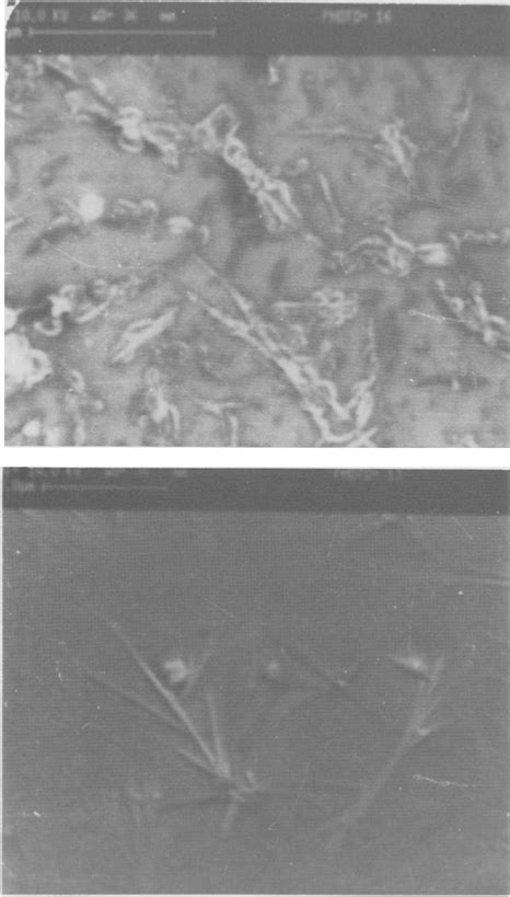 Surface Morphology Of Y203 Films Download Scientific Diagram