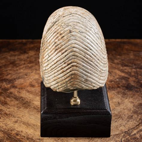 Fossiles Nautiloid Cymatoceras Ncp 01