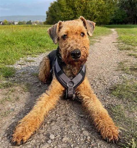 10 Fun Facts About Airedale Terriers
