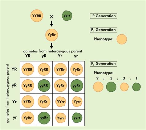 Principles Of Inheritance And Variation Cbse Notes For Chapter 4 Geeksforgeeks