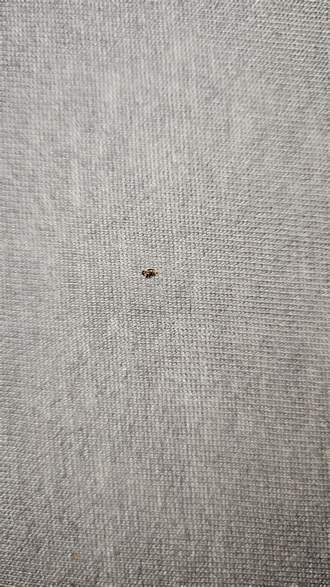 Found This Bug Shell In My Bed Rbugidentification