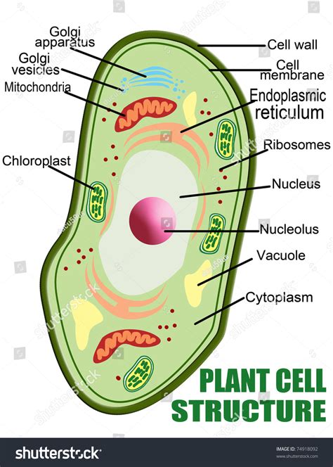 Nucleus Cell Parts Images Stock Photos D Objects Vectors Shutterstock