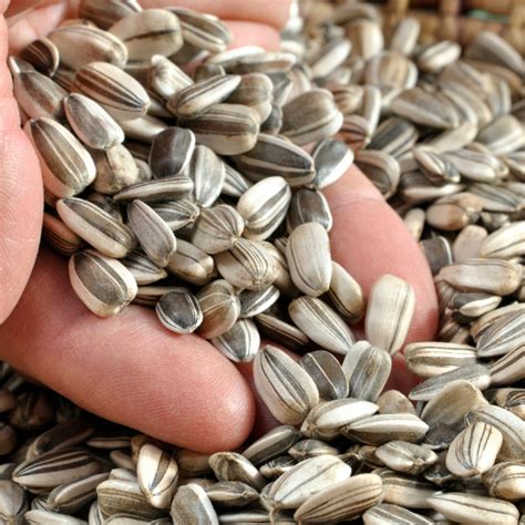 Coverall Smart Microbes