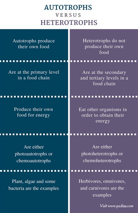 What Are Autotrophs And Heterotrophs