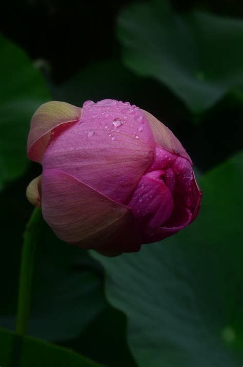 雨に打たれて ②。。。！ By 瀬戸のkaze （id：12481567） 写真共有サイト Photohito