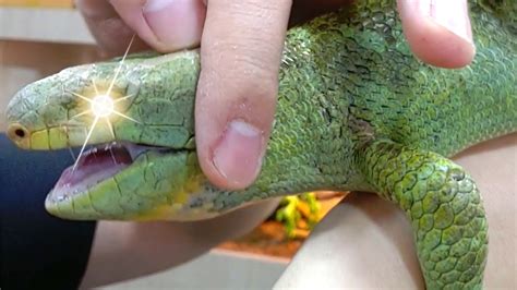 도마뱀 핸들링하다가 결국 피봤습니다ㅜ Youtube