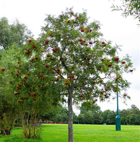 Rowan Trees For Small Gardens Uk Fasci Garden