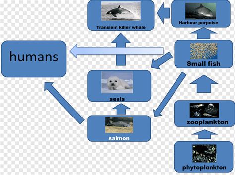 Arctic Fox Food Chain