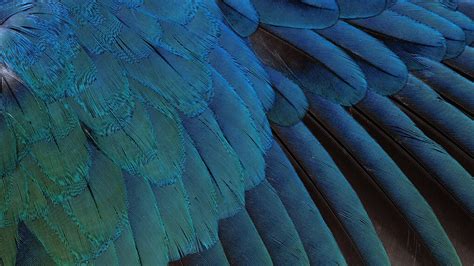 Feathers Wallpaper 30 2048x1152