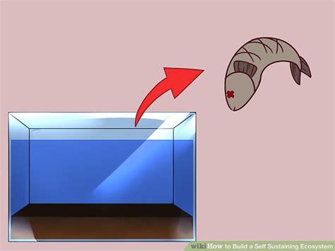 4 Ways To Build A Self Sustaining Ecosystem Wikihow