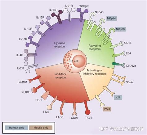 自然杀伤细胞调控新突破：日本大和米蕈通过剂量依赖性增强 Nk 细胞活性助力肿瘤免疫治疗 知乎