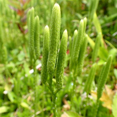 ヒカゲノカズラ 山川草木図譜 野山の植物 ヒカゲノカズラ植物 10月 山岳の植物 夏 7月 ヒカゲノカズラ科 8月 羊歯