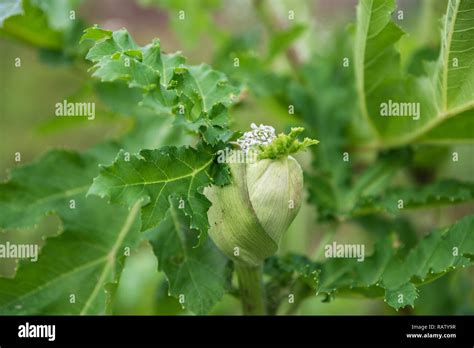 Blooming Of Dangerous Toxic Plant Heracleum Also Known As Giant