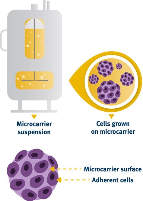 Brian Stanco On Linkedin Cell Counting And Viability In Microcarrier Cultures Mini Review