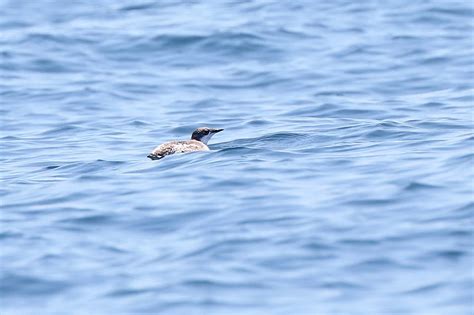 望遠狂の鳥見日記 マダラウミスズメ