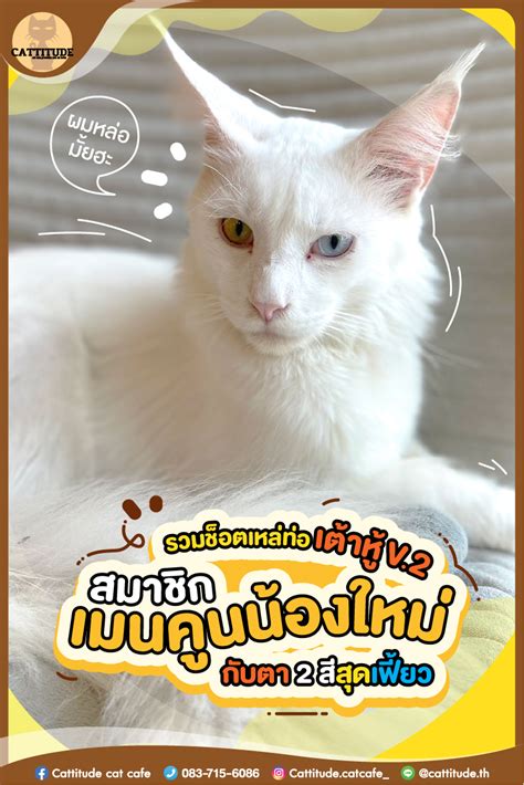 📸💥💖รวมช็อตเหล่ท่อของ เต้าหู้ V 2💖💥📸 😍👀💋แบบคัดเน้นๆ ให้เห็นตาสองสีชัดๆ💋👀😍 🐈🐾สมาชิกเมนคูนน้อง