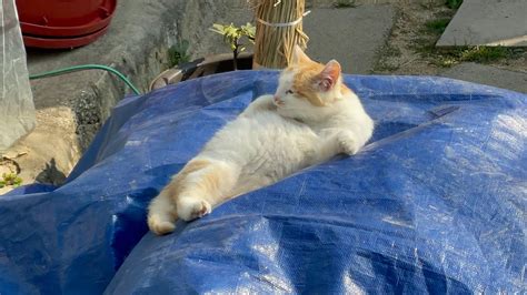 고양이 때문에 김장을 할 수 없어요 Youtube