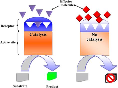 3 Working Principle Of An Allosteric Enzyme Based Biosensor Download